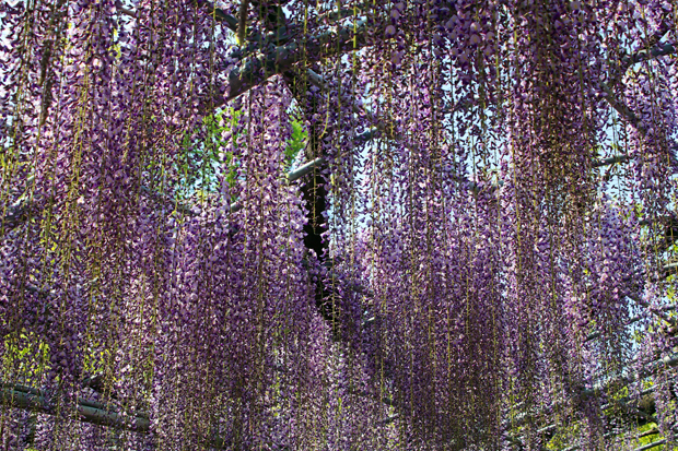 Japan’s Ashikaga Flower Park – A Paradise of Color and Scent - Luxury Web