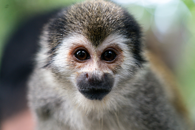 Photo Essay: 15 Must-See Apes and Monkeys - Luxury Web