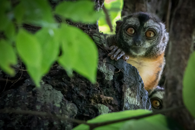 Photo Essay: 15 Must-See Apes and Monkeys - Luxury Web